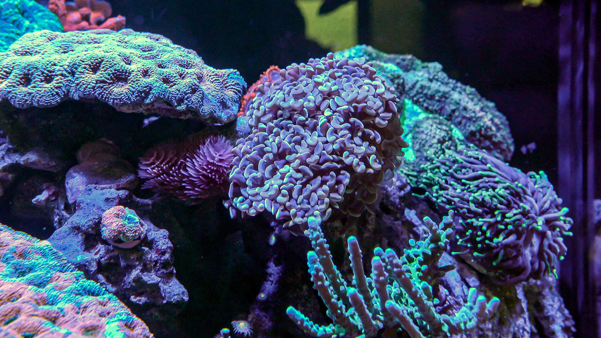 Coral Auctions - Aquatic Treasures