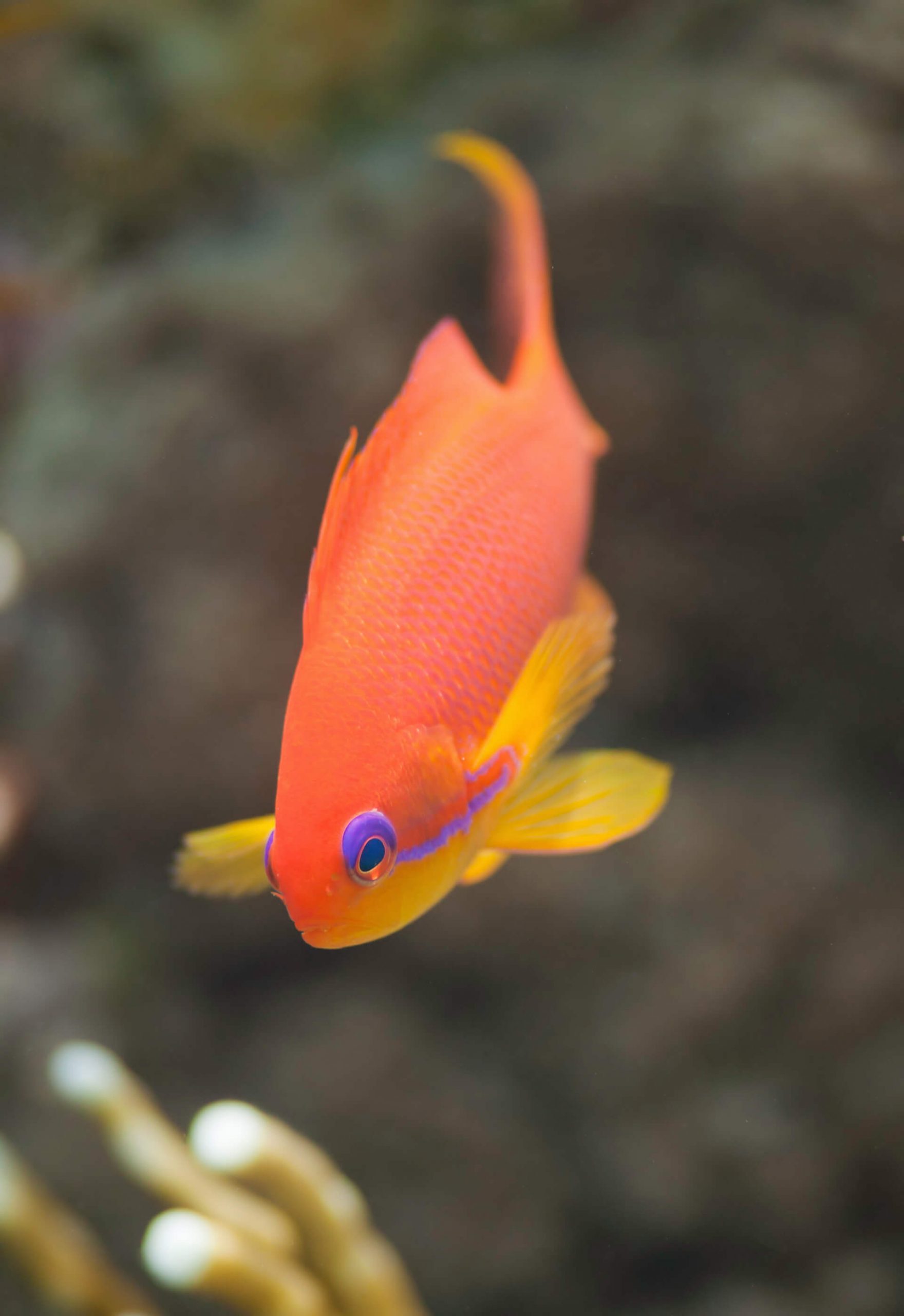 Saltwater Fish - Aquatic Treasures