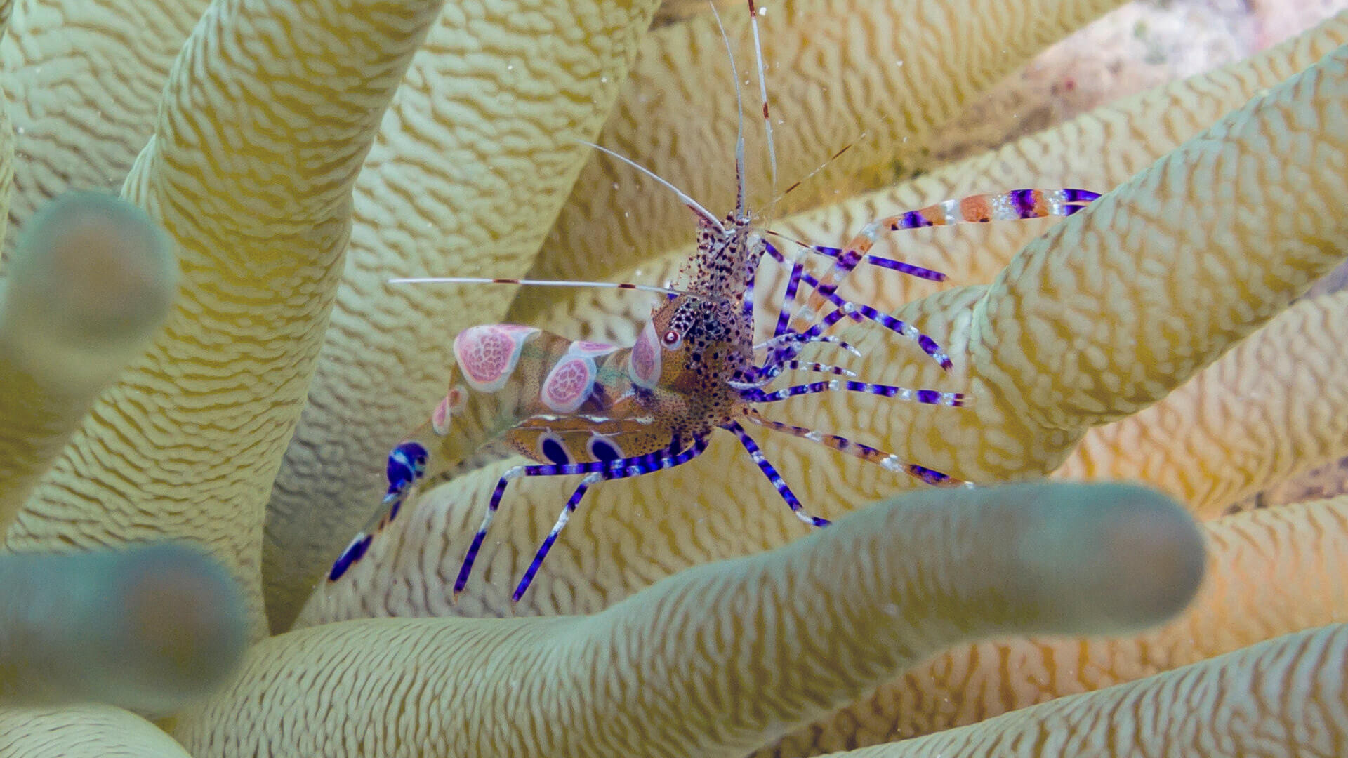 Saltwater Livestock - Aquatic Treasures